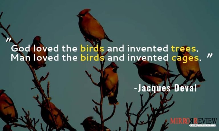 Best 15 Quotes on Birds for International Migratory Bird Day